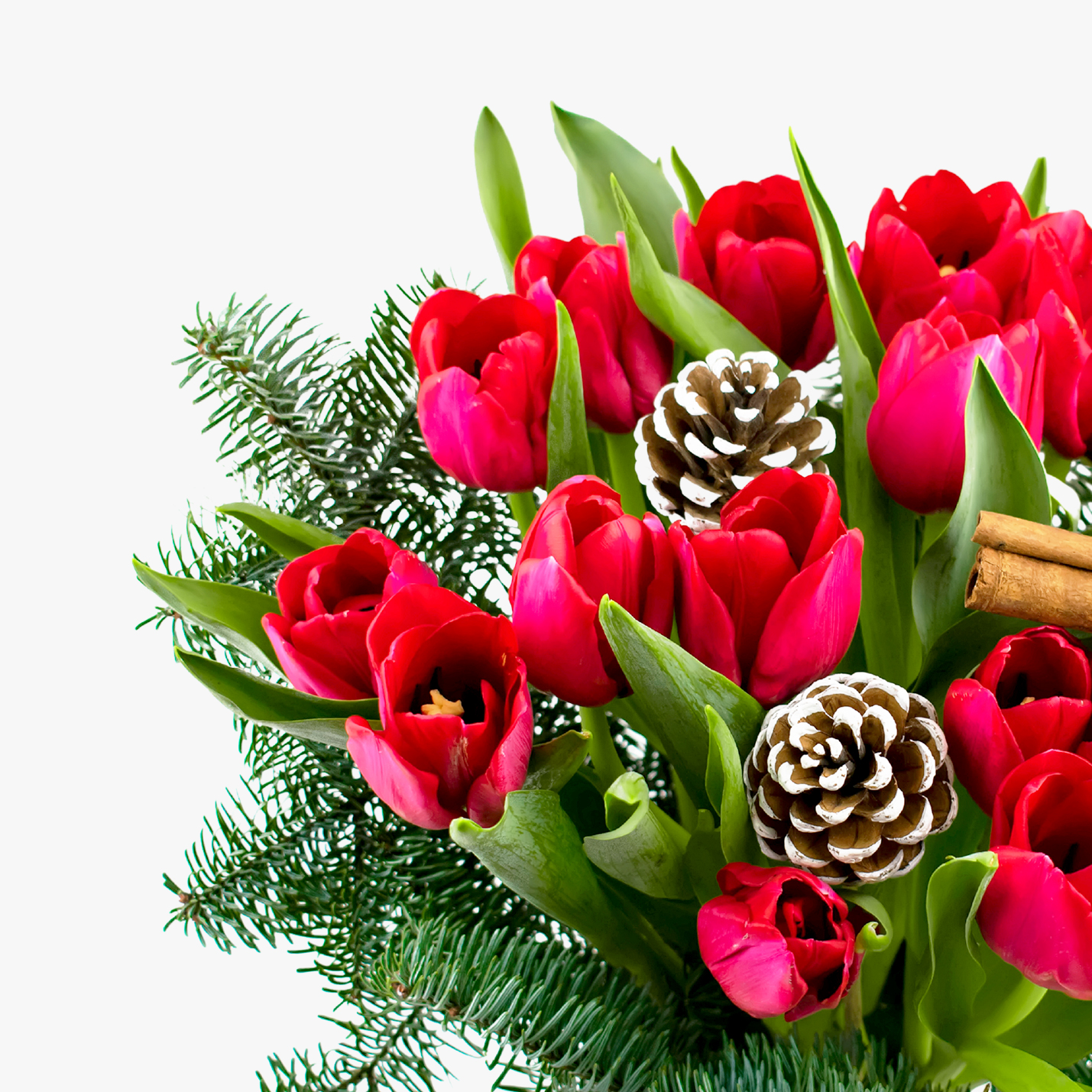 Christmas Tulips | Haute Florist