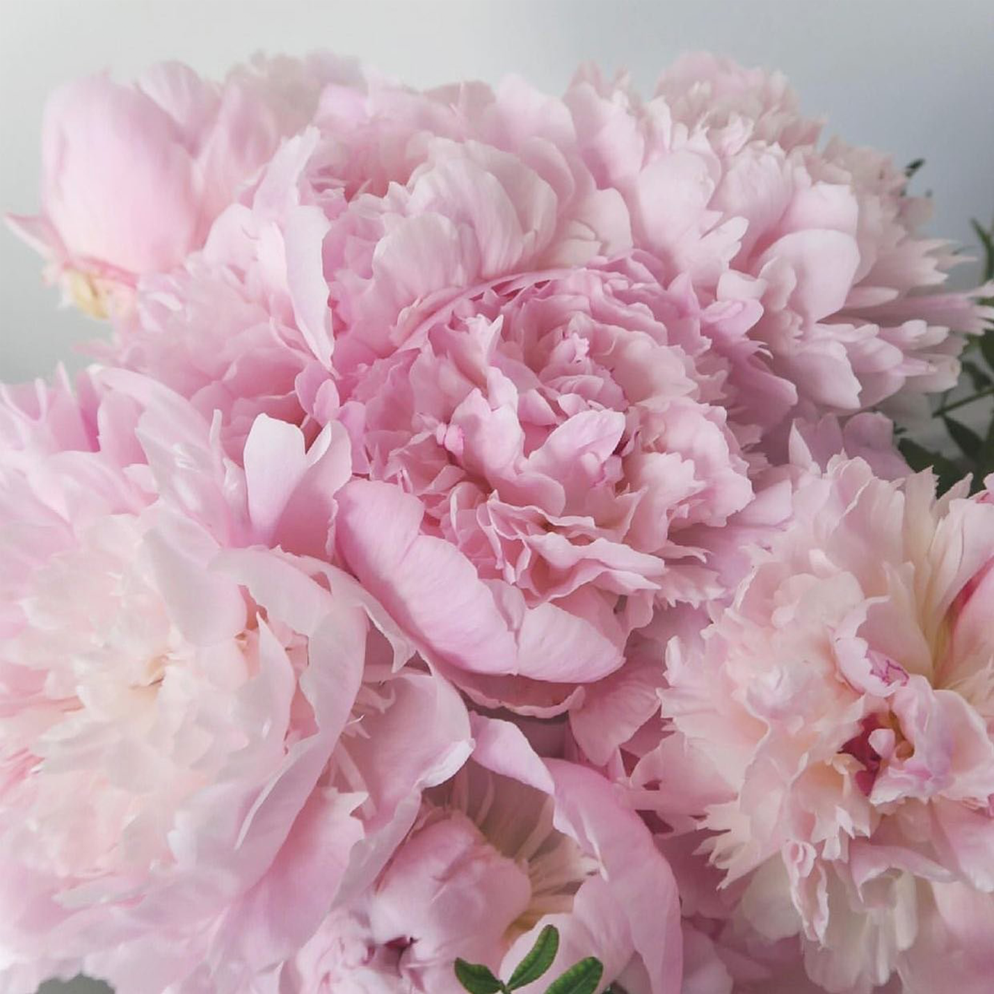 Luxury Peonies | Haute Florist