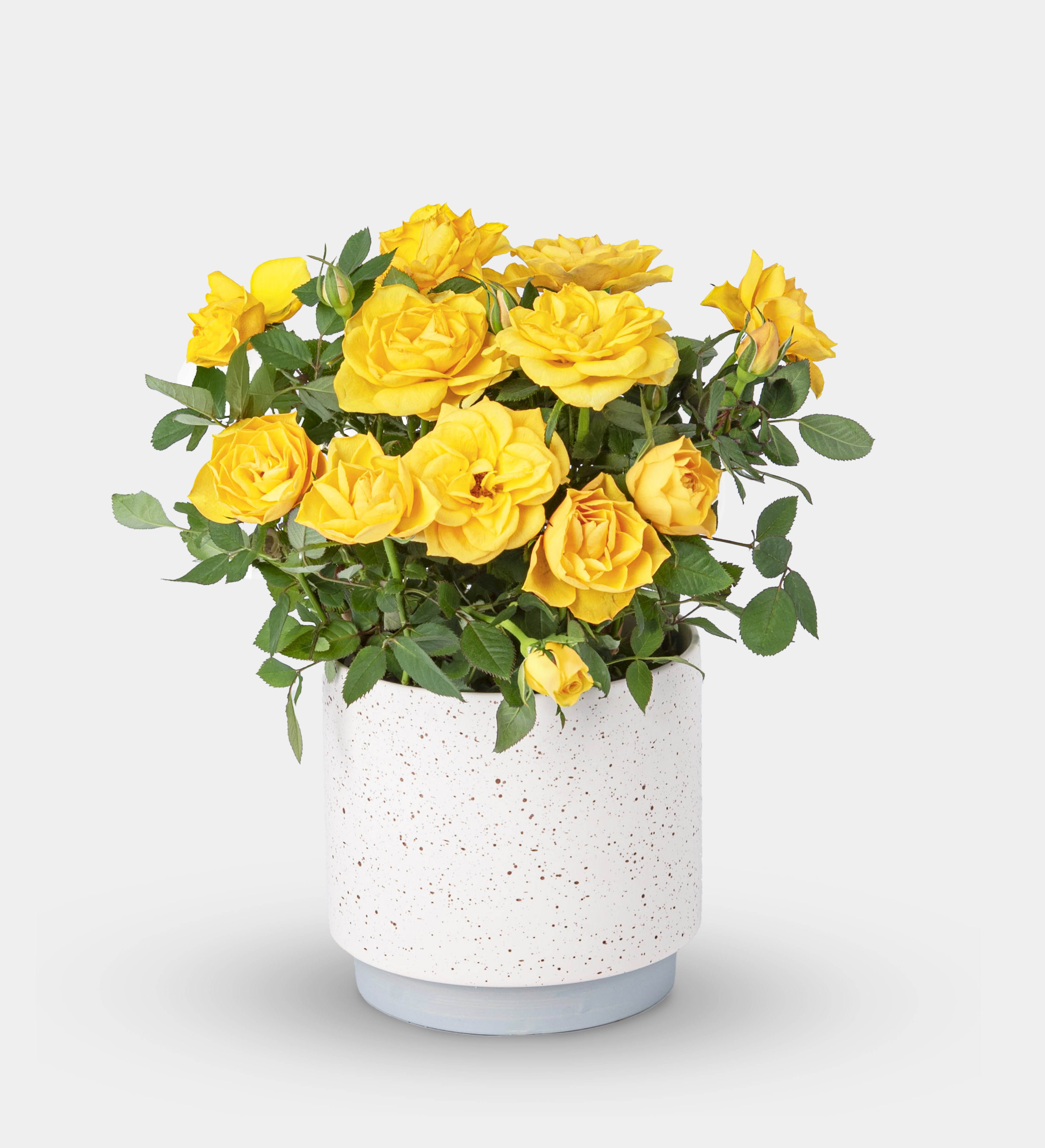 Spring Yellow Rose Plant | Haute Florist