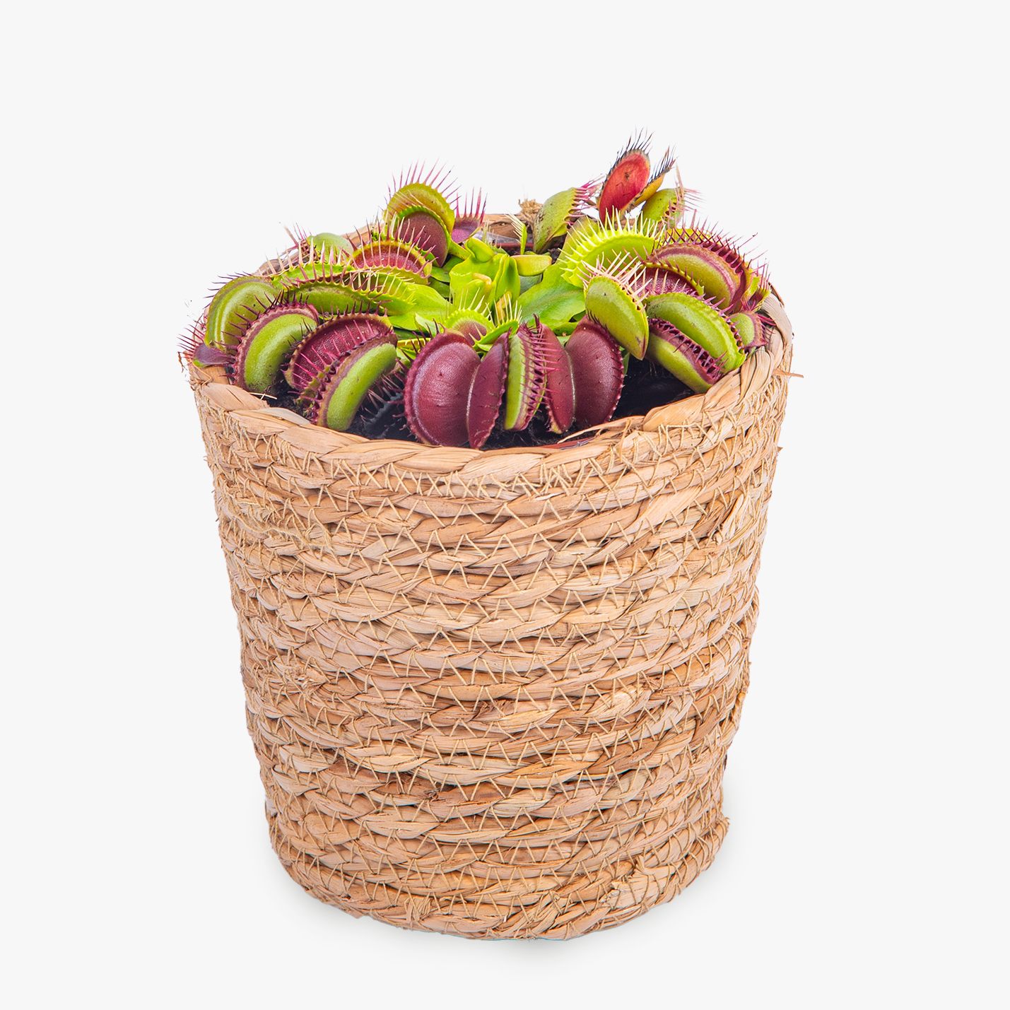 The Venus Fly Trap | Haute Florist