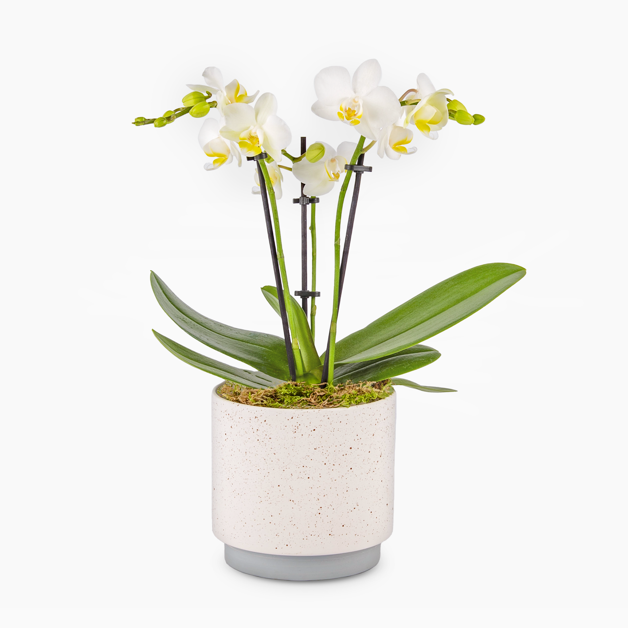 Classic Orchid | Haute Florist