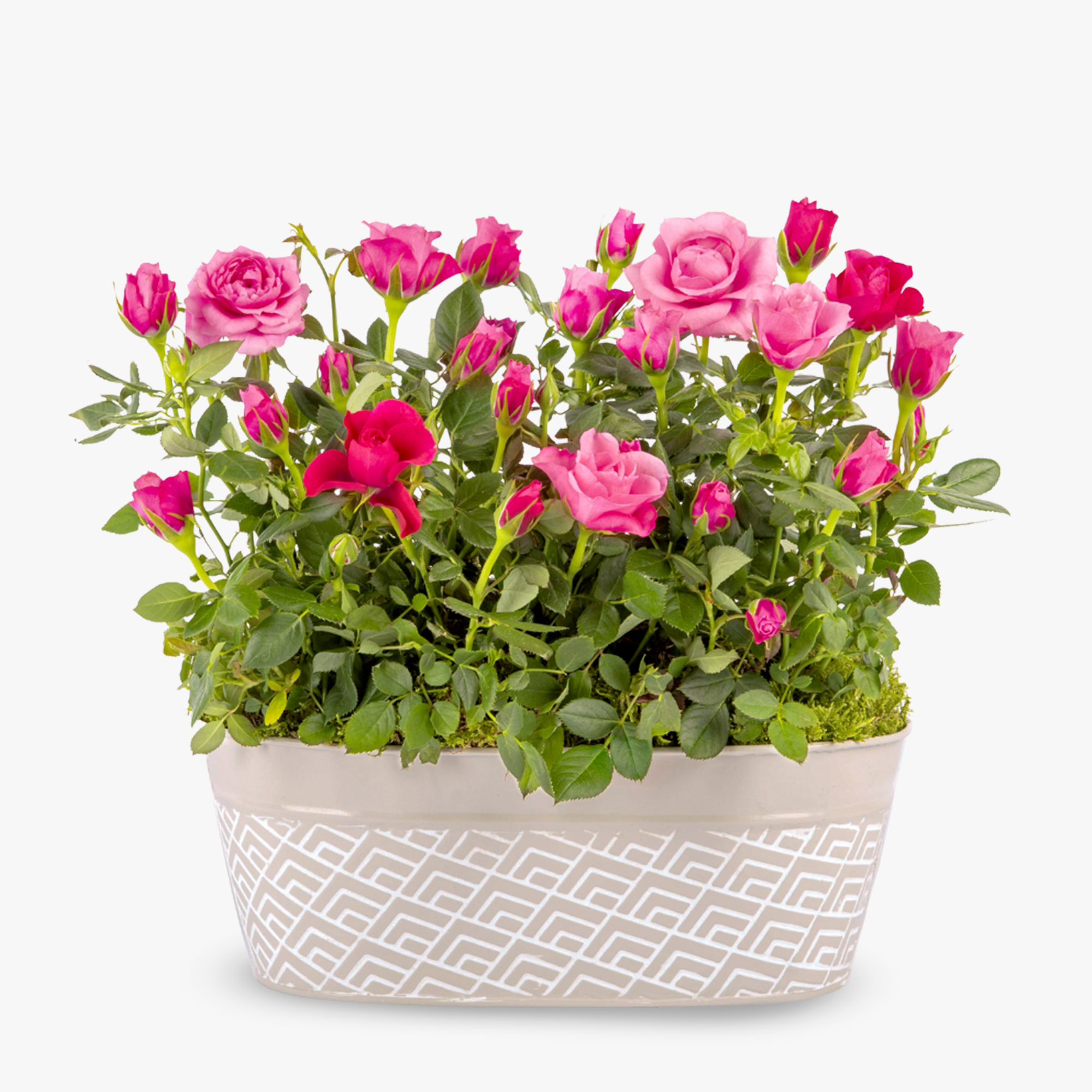 Pink Rose Duo | Haute Florist