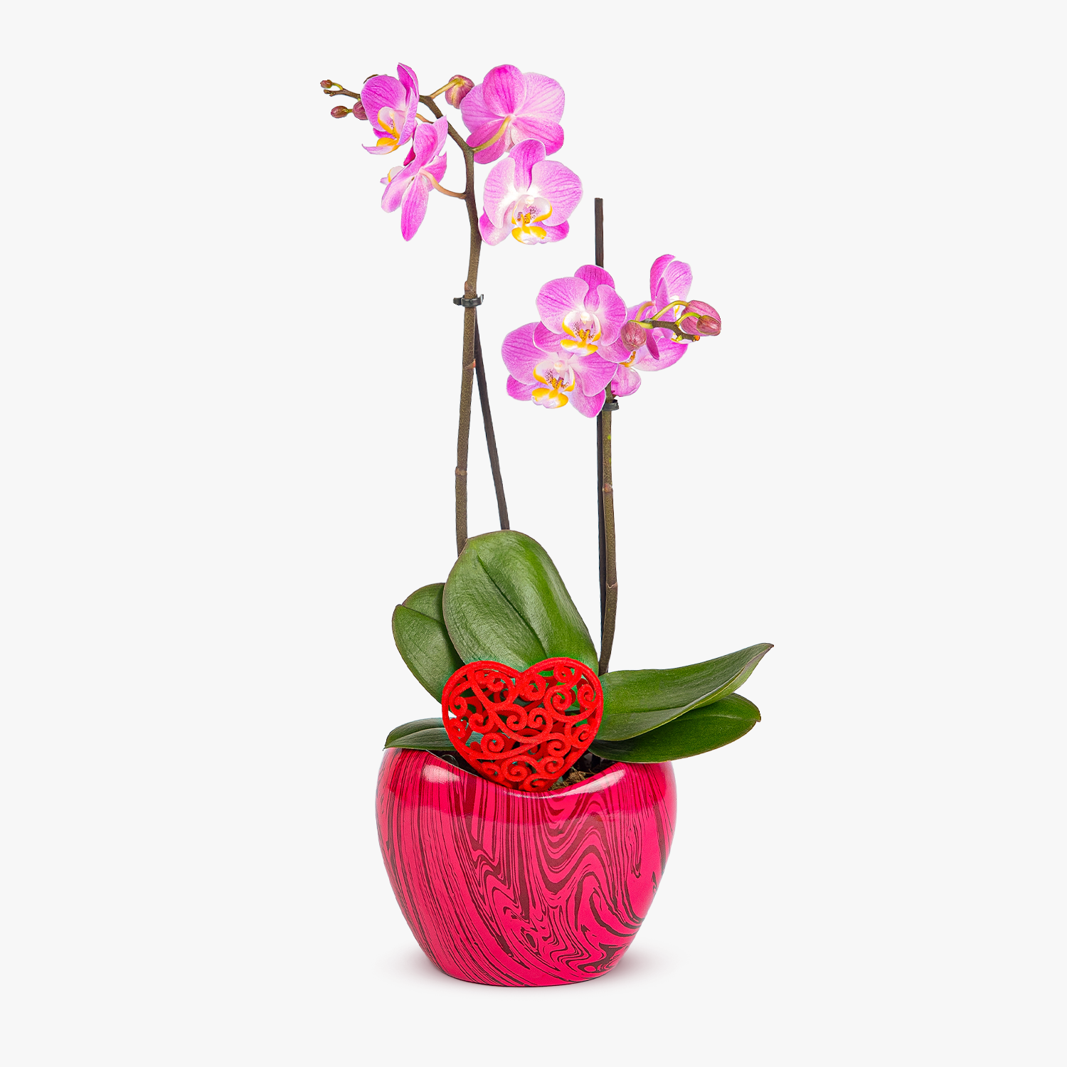 Valentine's Orchid Plant | Haute Florist