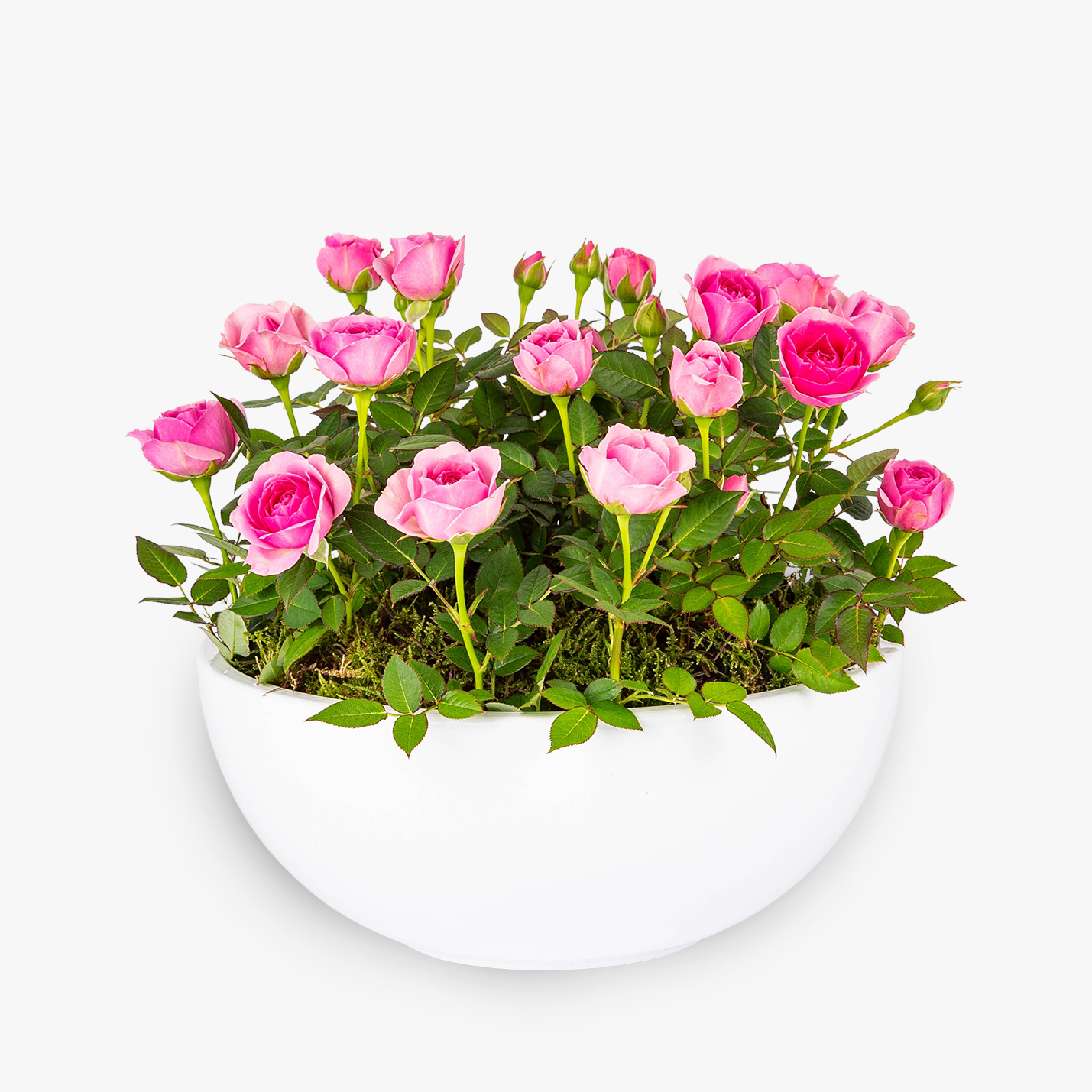 Luxury Pink Rose Bowl | Haute Florist