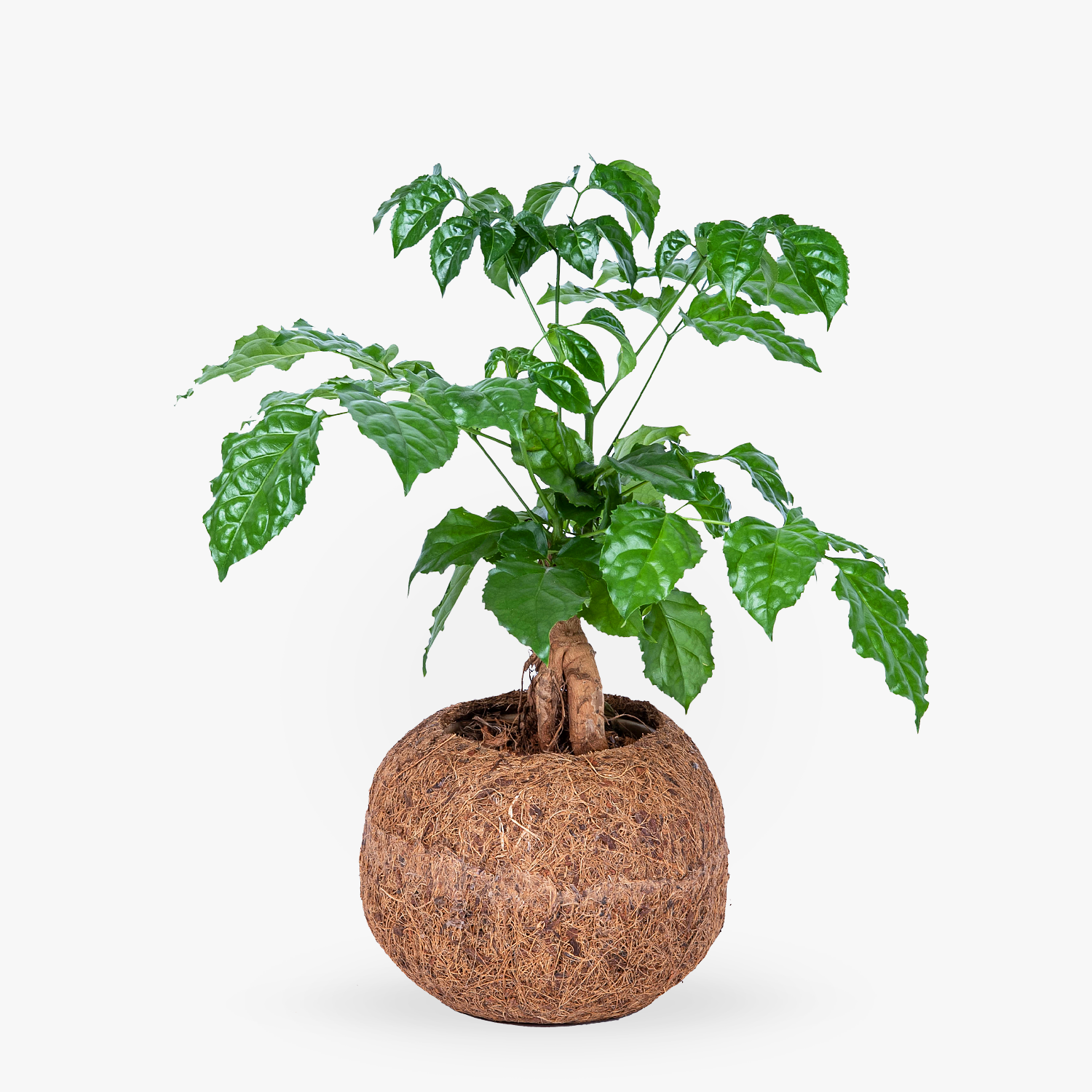 Kokodama Radermachera | Haute Florist