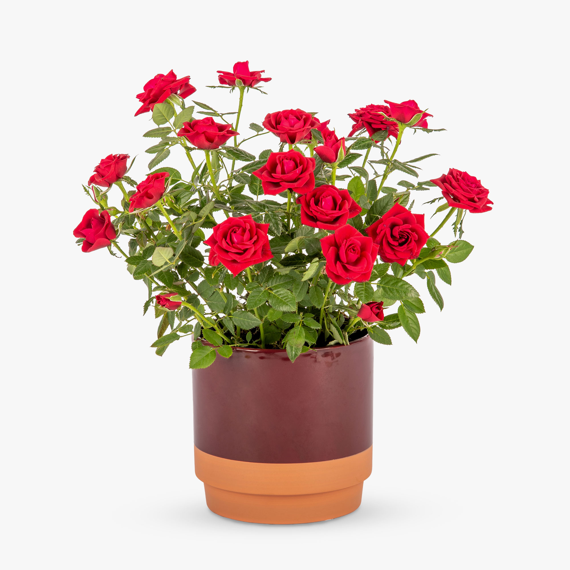 Ruby Red Rose Plant | Haute Florist