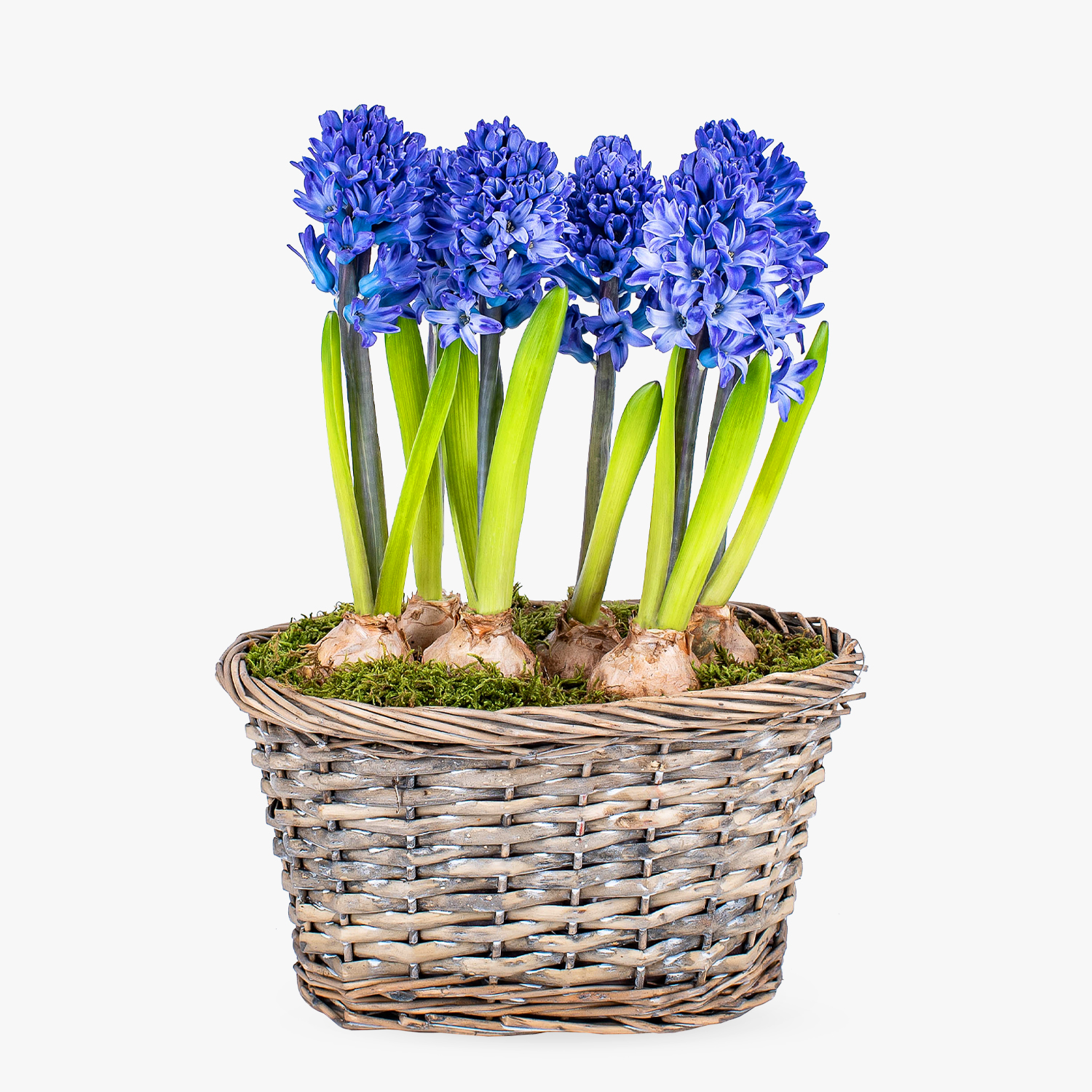 Hyacinth Planter | Haute Florist