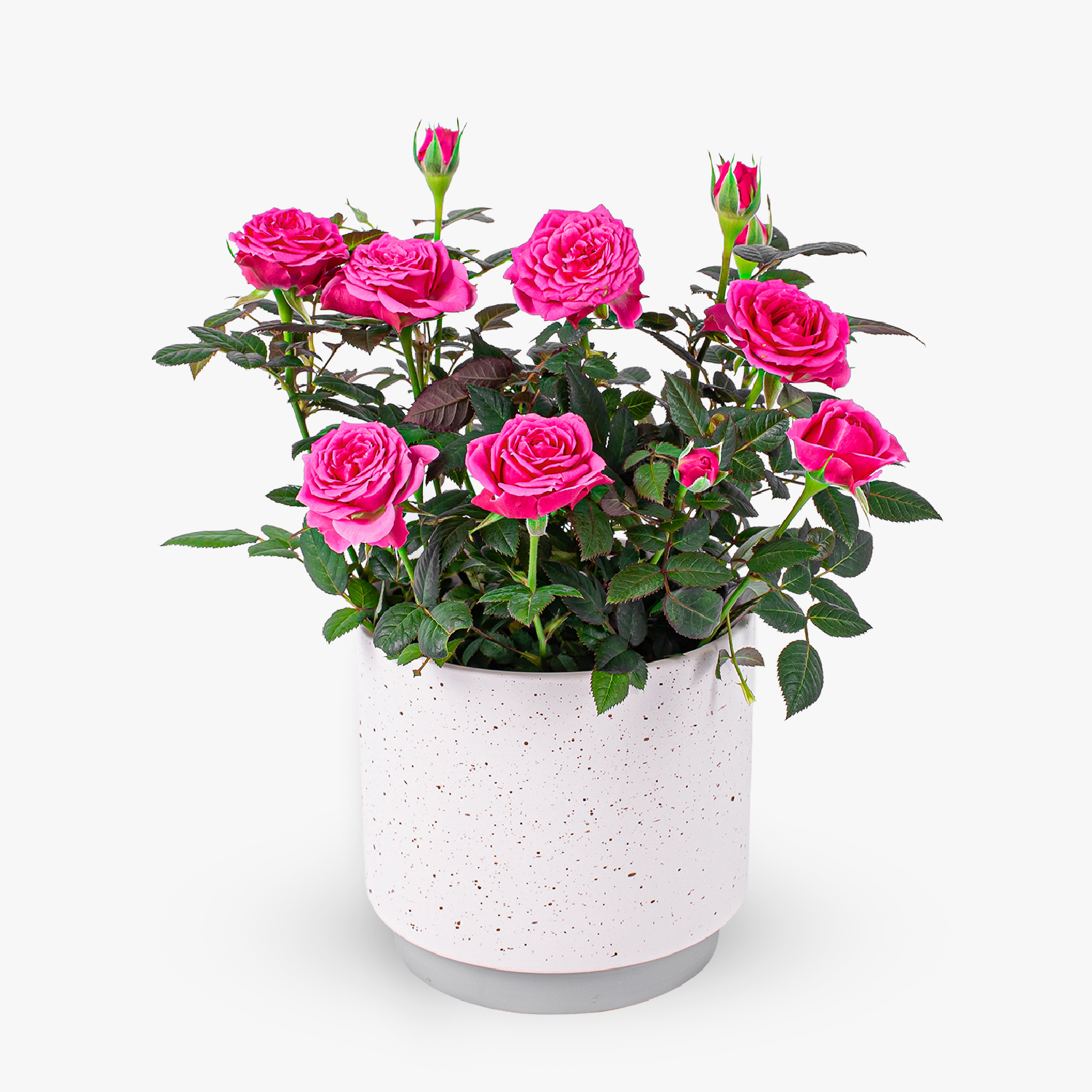 Spring Rose Plant | Haute Florist