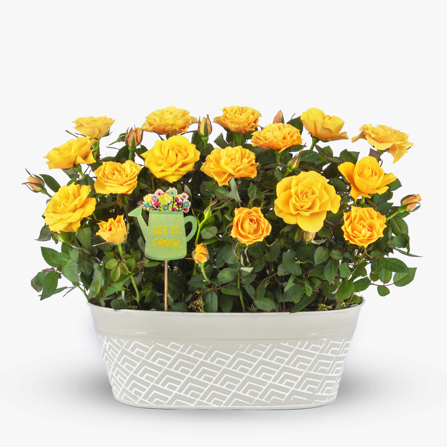 Spring Rose Duo | Haute Florist