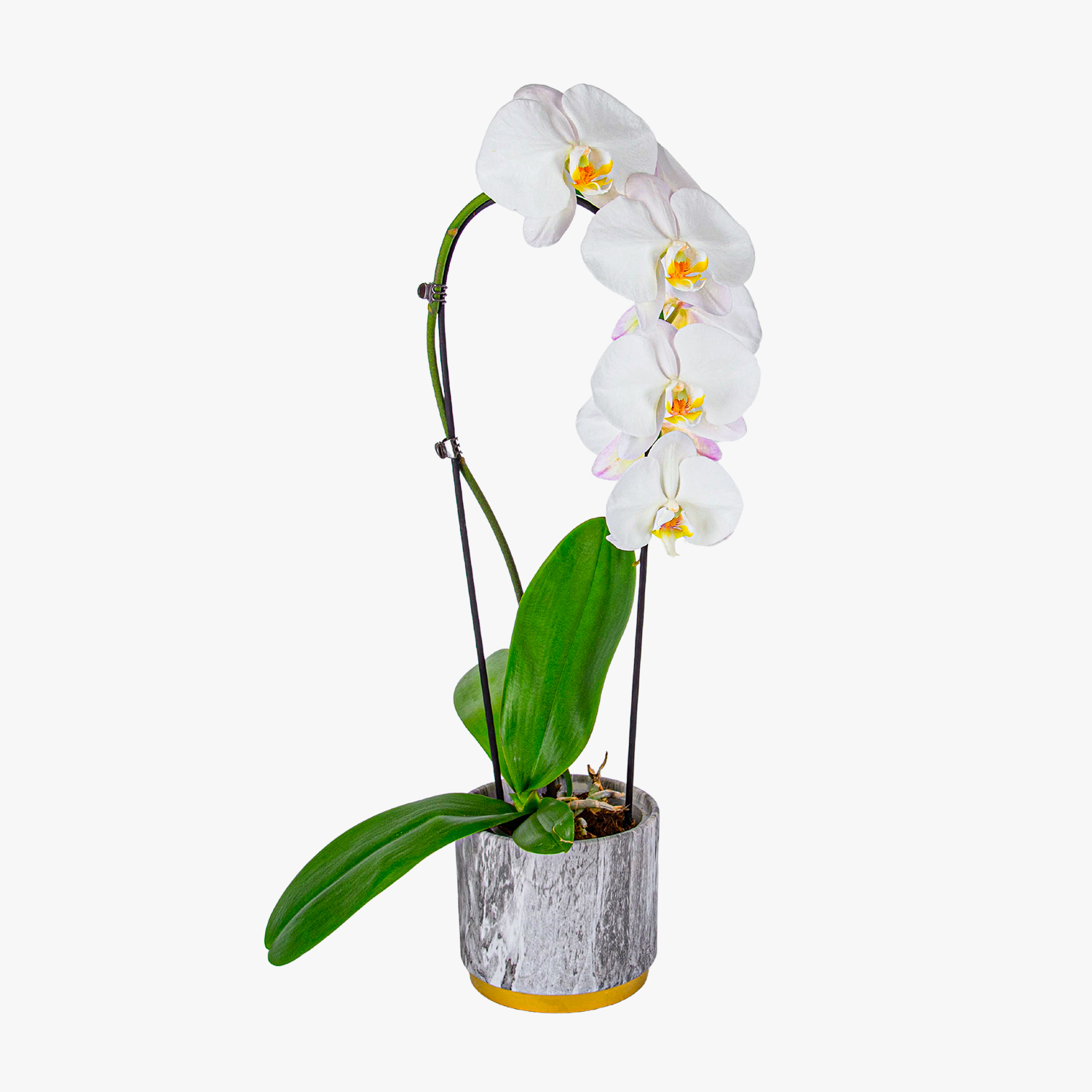 The Cascade Orchid | Haute Florist