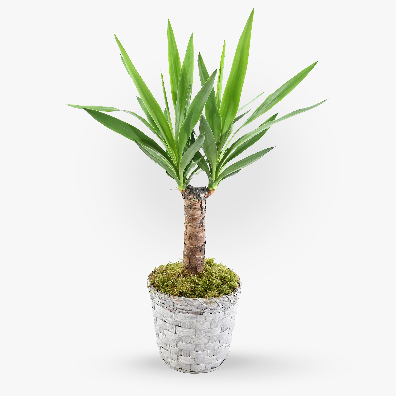 Yucca Plant | Haute Florist